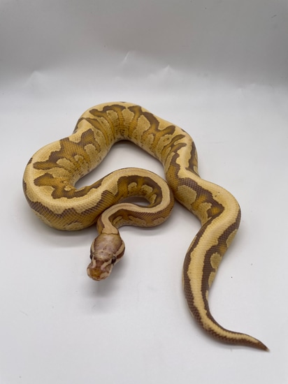Super Vanilla Caramel Albino Desert Ghost Pos Pastal Ball Python by SC Pythons