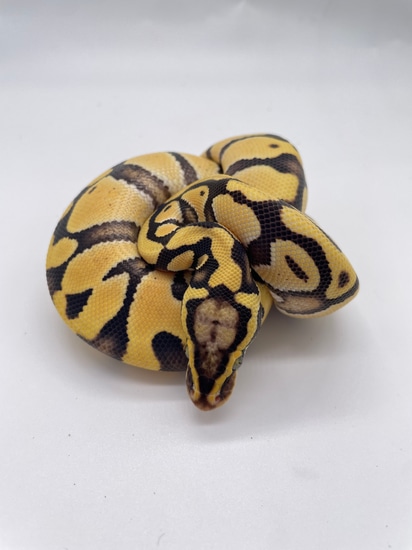 Pastel Enchi Vanilla Desert Ghost Ball Python by SC Pythons