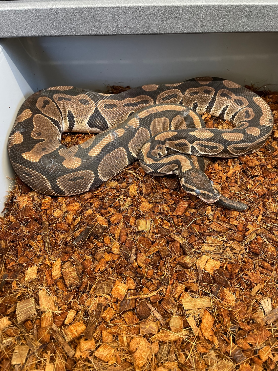 100% Het Albino Ball Python by SC Pythons - MorphMarket