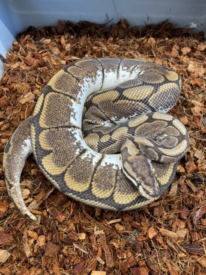 Spider Het Clown Ball Python by SC Pythons