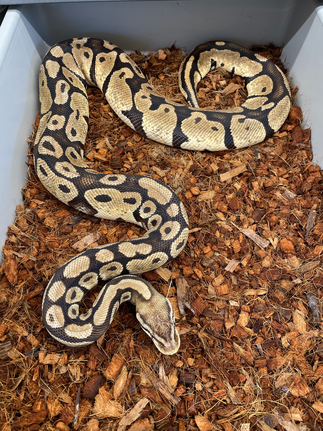 Pastel Ball Python by SC Pythons - MorphMarket