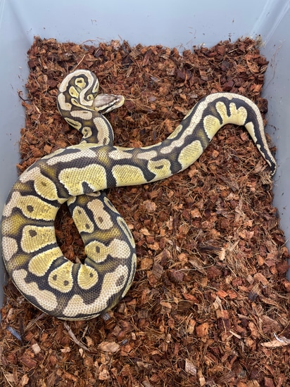 Pastel Vanilla 100% Het Desert Ghost Ball Python by SC Pythons
