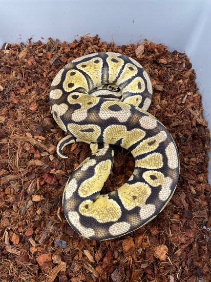 Pastel Vanilla 100% Het Desert Ghost Ball Python by SC Pythons