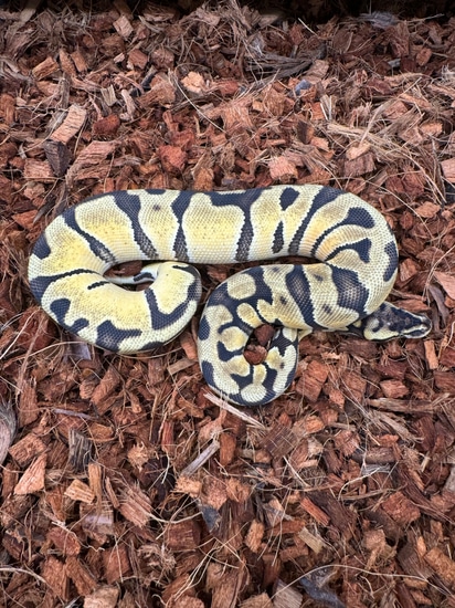 Pastel Enchi Het Desert Ghost Ball Python by SC Pythons