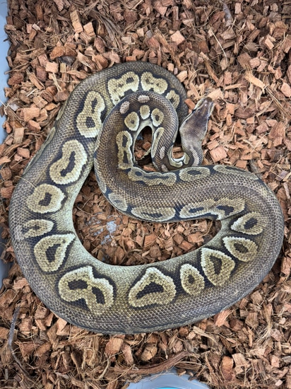 Pewter Ball Python by SC Pythons