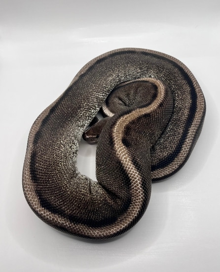 VPI Axanthic Genetic Stripe Ball Python by Scalation Nation