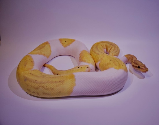 Coral Glow Pied Ball Python by Scalation Nation