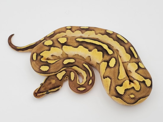 Butter Fire Calico Ball Python by Colorado Cold Bloods