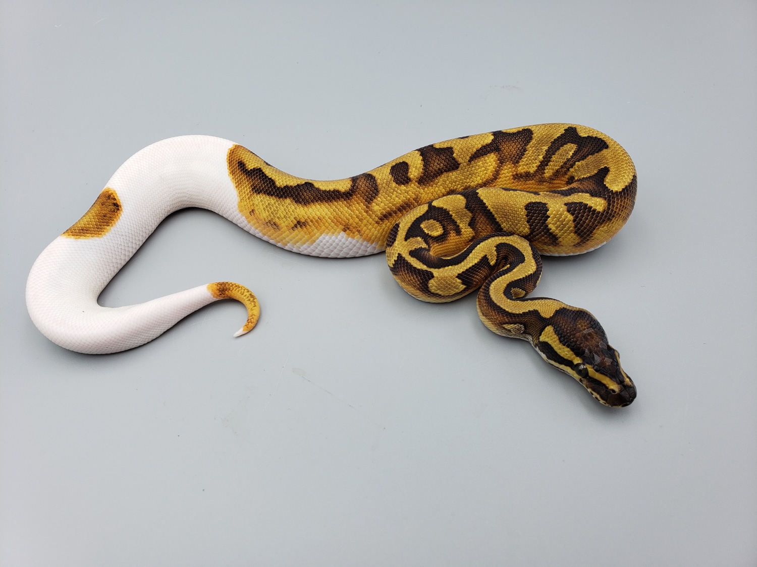 Enchi Pied 100% Het Lavender Albino (Dreamsicle Maker) Ball Python by ...