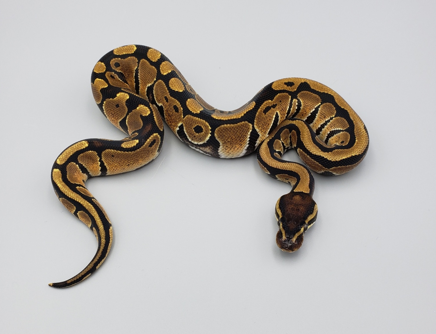 Harlequin Ball Python by Colorado Cold Bloods - MorphMarket