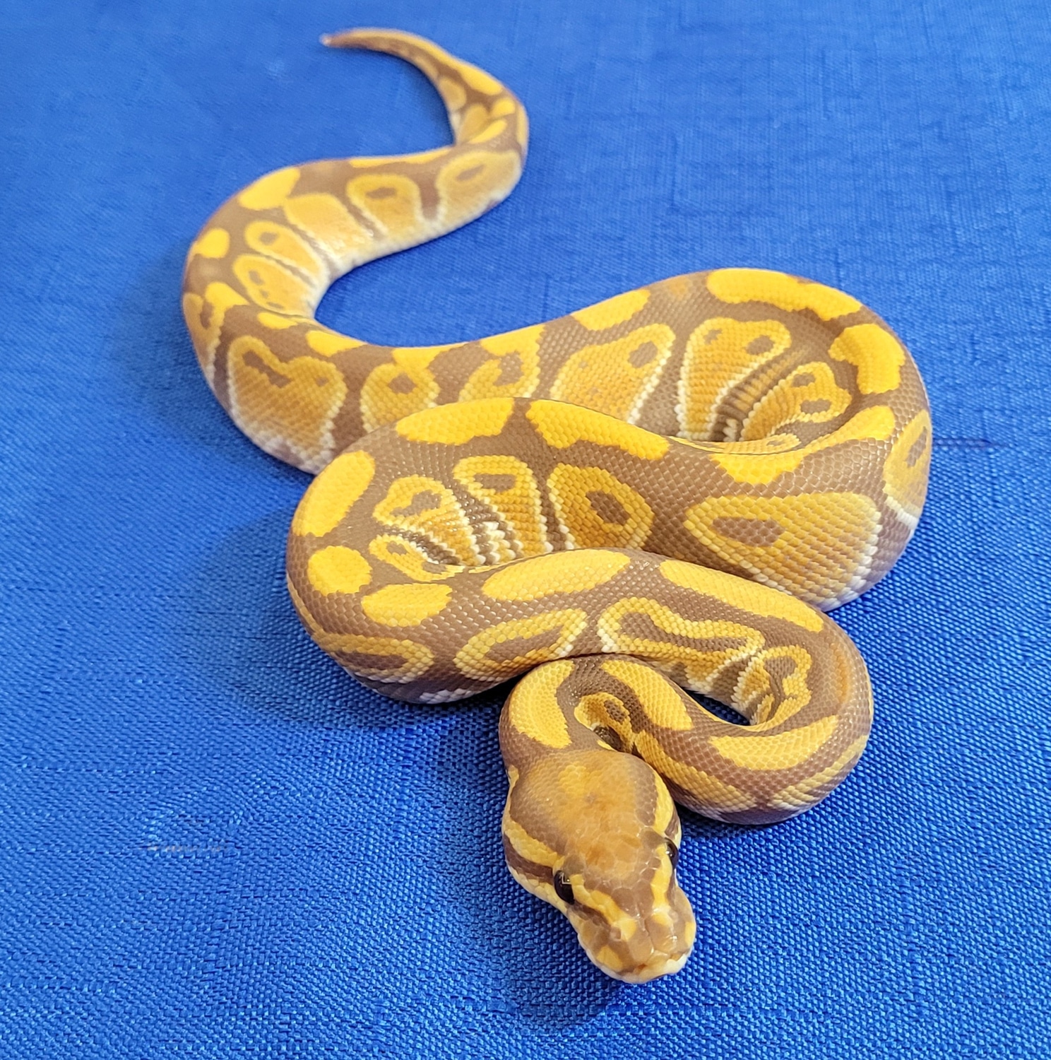 Ultramel Ball Python by Colorado Cold Bloods - MorphMarket