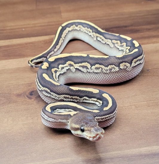 Barnhart Black Pastel Mojave Ball Python by Colorado Cold Bloods