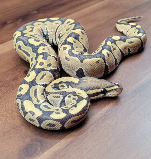 Hypo 100% Het Tristripe Ball Python by Colorado Cold Bloods