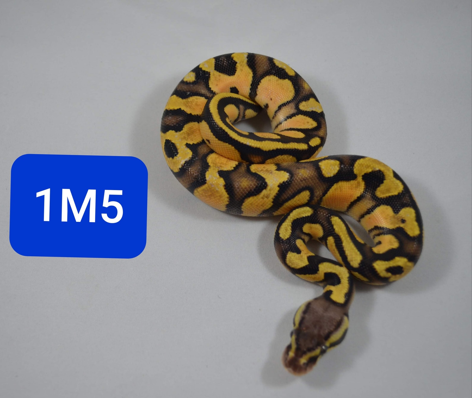 Pastel Orange Dream YB Het Pied Ball Python by My Scale Addiction - MorphMarket