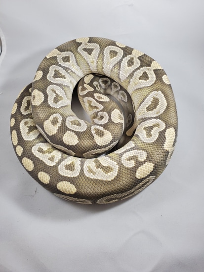 Mojave Orange Ghost Ball Python by My Scale Addiction