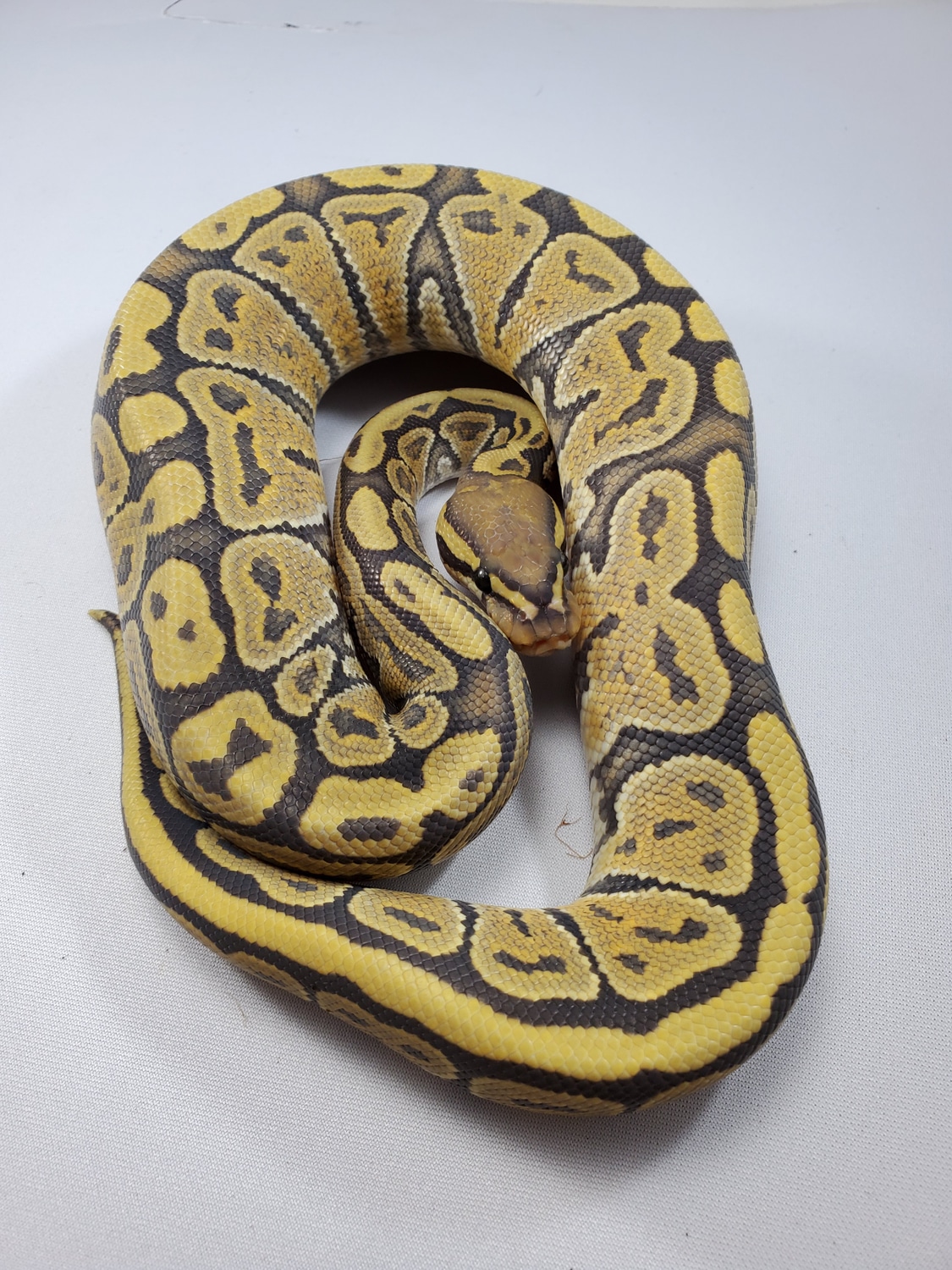 Orange Ghost Ball Python by My Scale Addiction - MorphMarket