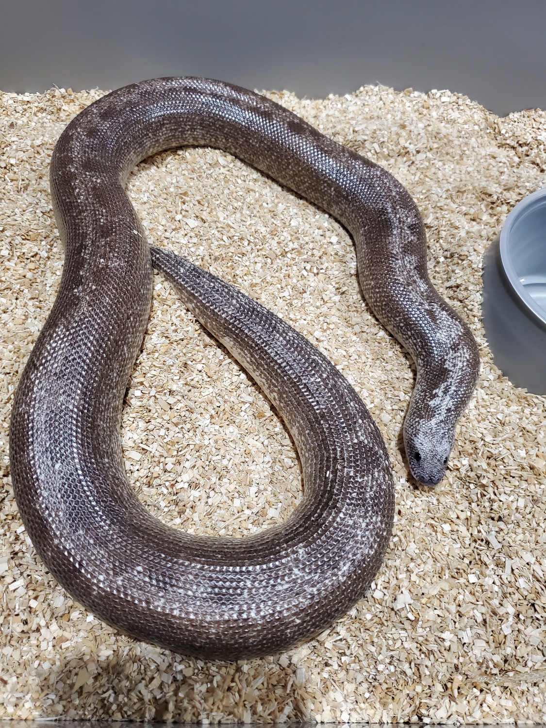 Anery Stripe Kenyan Sand Boa by My Scale Addiction - MorphMarket