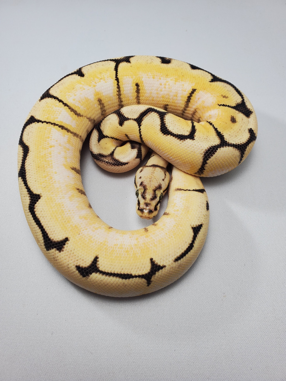 Super Orange Dream Bumblebee Pos Yellowbelly Ball Python by My Scale ...
