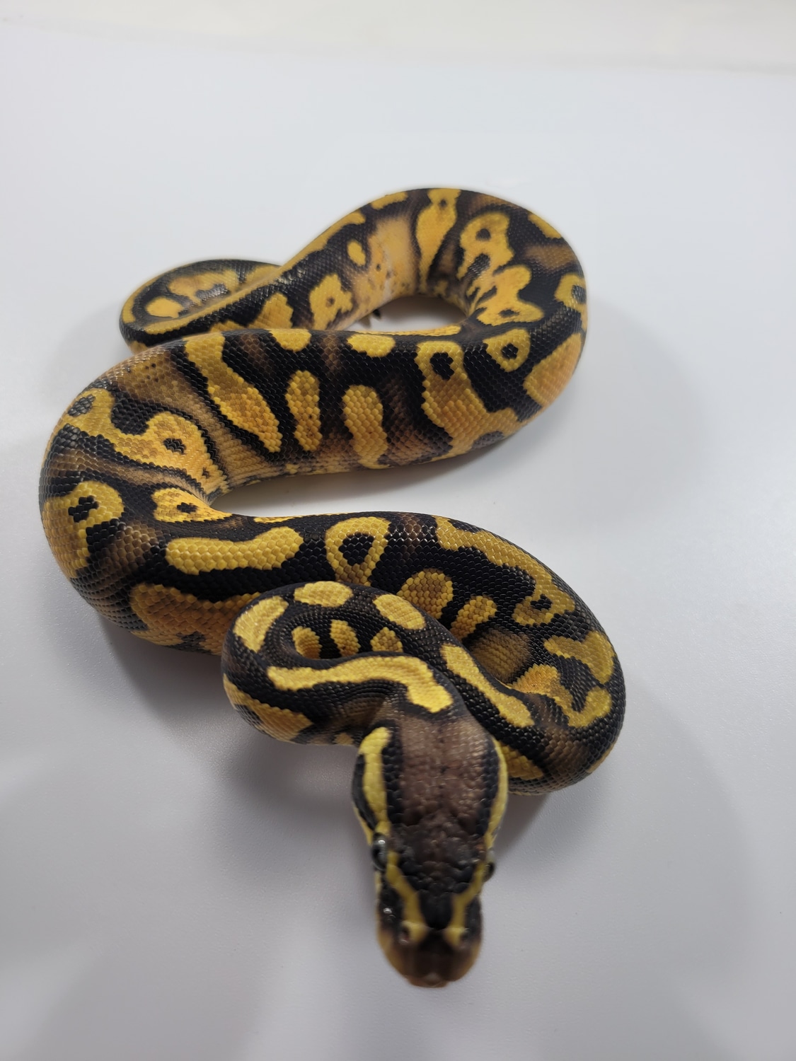 Pastel Orange Dream Yellowbelly Het Pied Ball Python by My Scale Addiction - MorphMarket