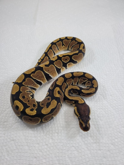 Normal Het Clown Ball Python by My Scale Addiction