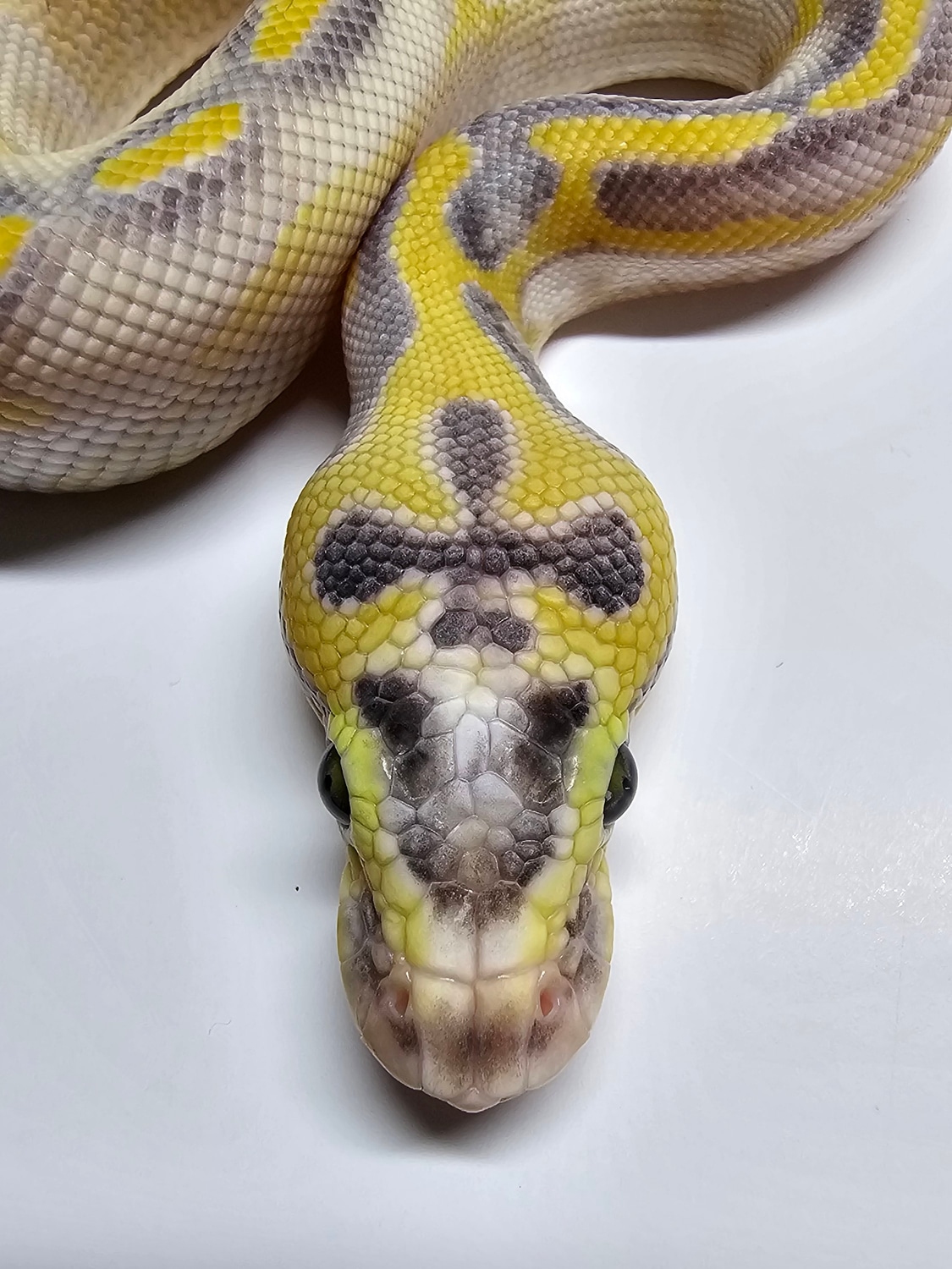 Ball Python Clutch: MyFirstClutch2023 by Scaled_Out_Royals - MorphMarket