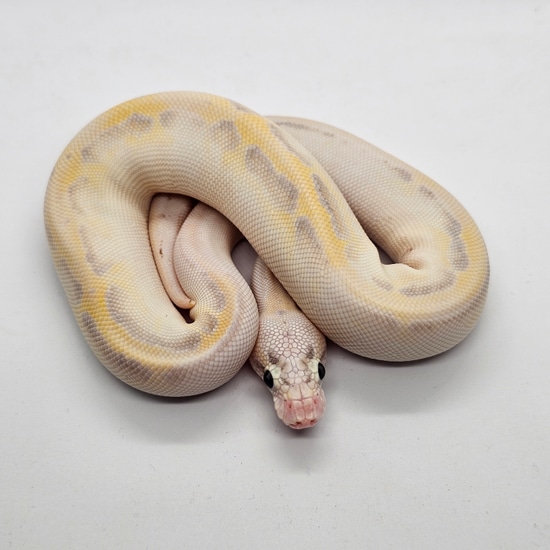 Silkyway (Leo Ivory) + Genes Ball Python by Scaled_Out_Royals