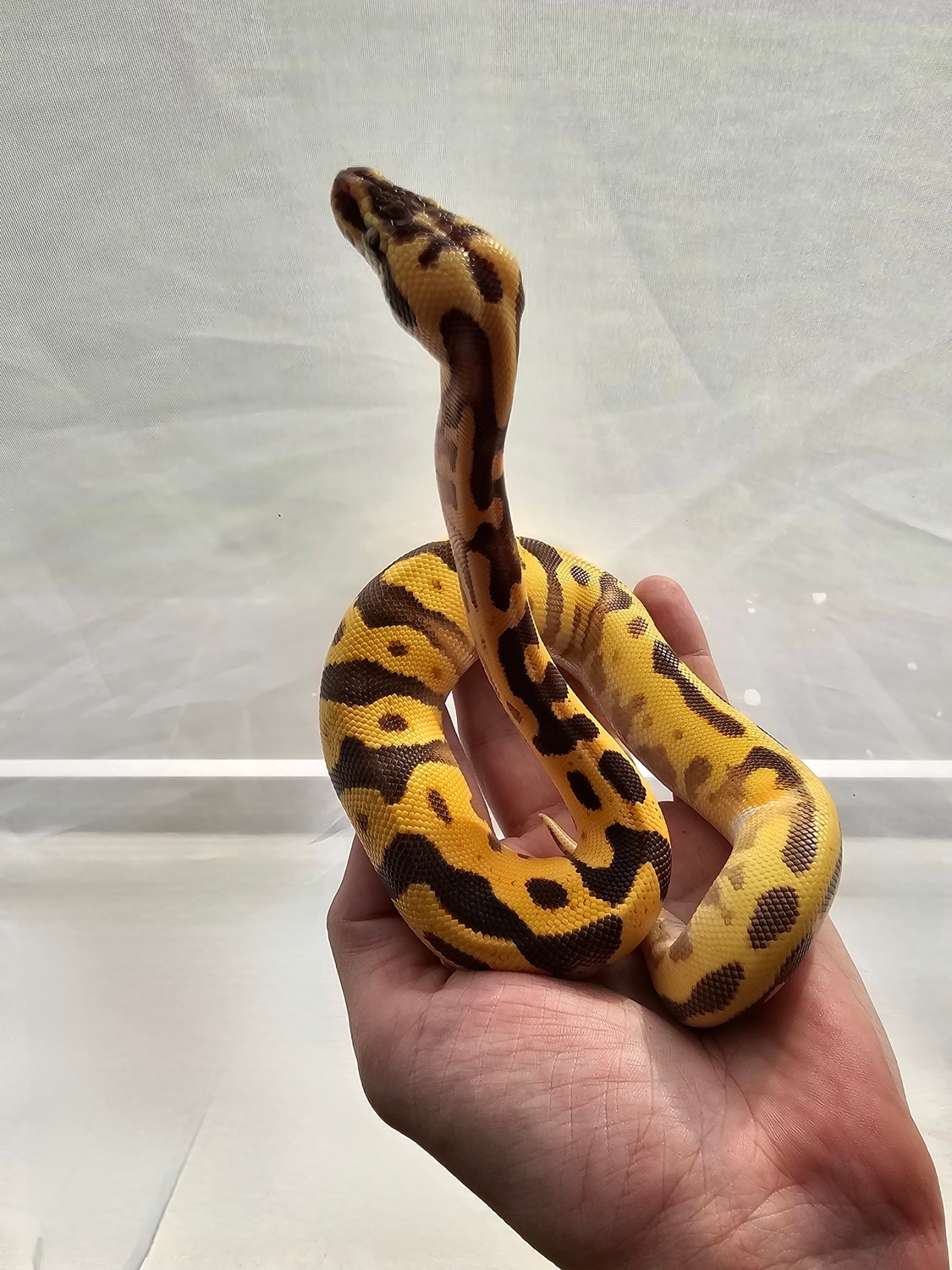 Scaled_Out_Royals's Collection - MorphMarket