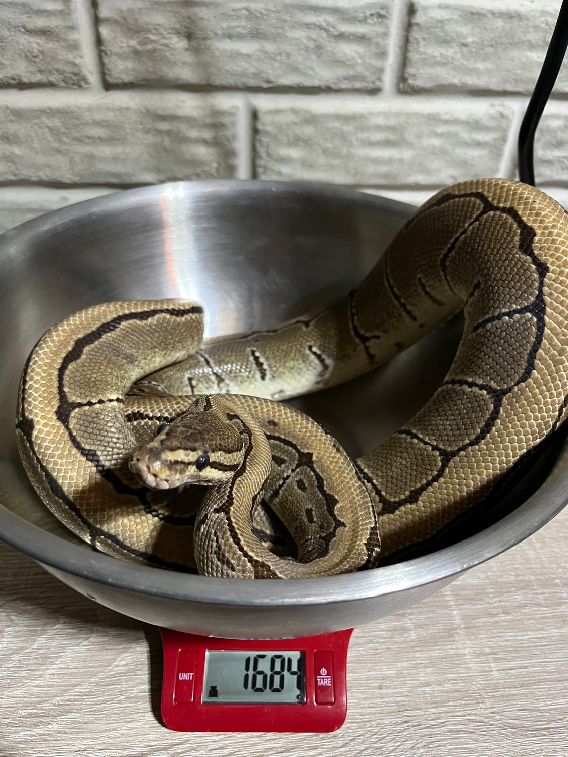 Pinstripe Ball Python by Blue Balls - MorphMarket