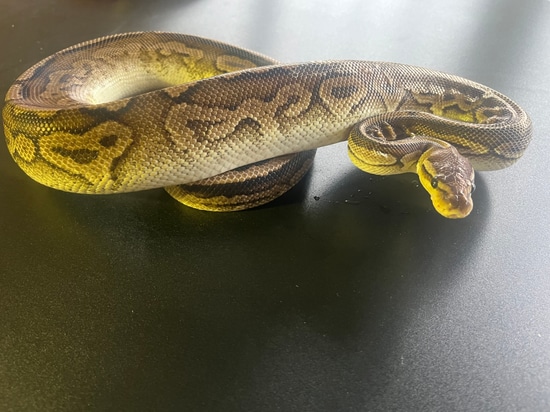 Black Pastel Cinnamon Pastel Butter Ball Python by Blue Balls