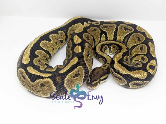 Granite Specter Ball Python by Scale Envy