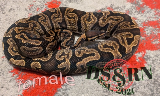 Pair Leo And Ghi 100% Dble Het Lavender, Clown (Grail) Ball Python by ...