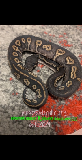 Hypo Het Black Axanthic Super Black Head Ringer Gene (Redgene) Ball ...