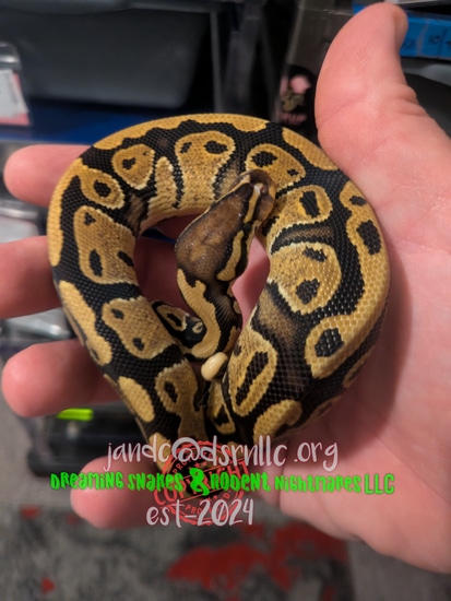 Vanilla Het Enhancer / Desert Ghost 50% Het G-stripe Ball Python by ...