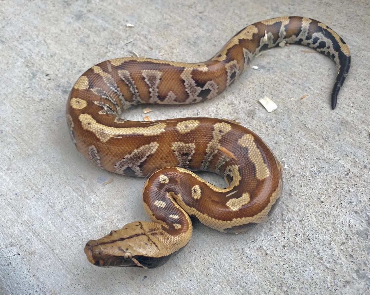 Baby Blood Python by Scale N Fin - MorphMarket