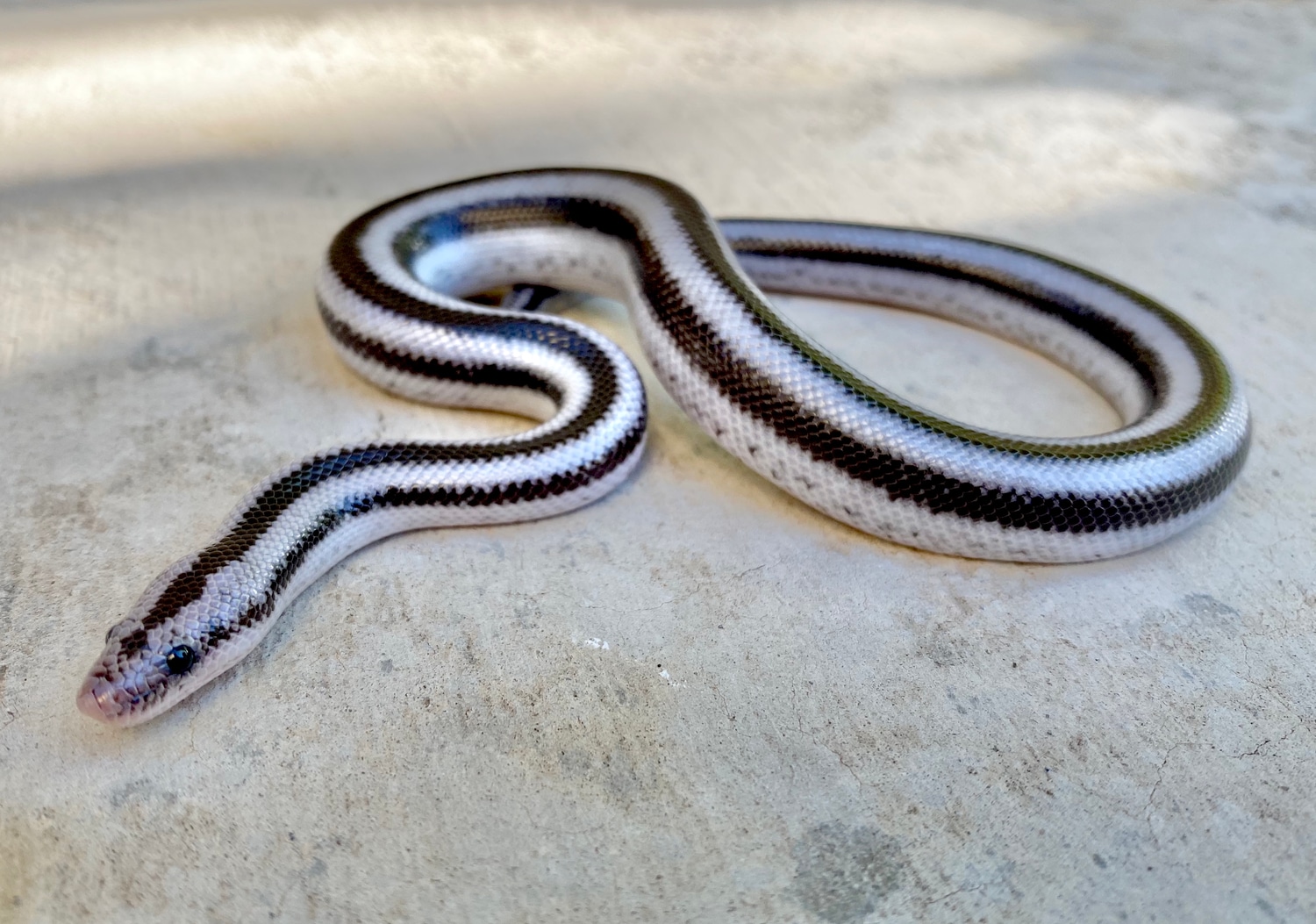 Anery Magdalena Baja Rosy Boa by Scale N Fin - MorphMarket
