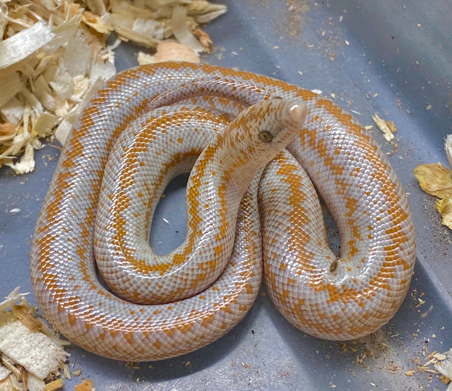 Hypo Anza Borrego ! Rosy Boa by Scale N Fin - MorphMarket