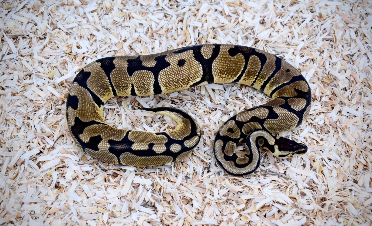 Pastel Super Blade Ball Python by Scales prevail - MorphMarket