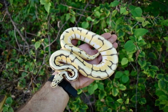 Pastel Enchi Spider Ghost Ball Python by Scales prevail