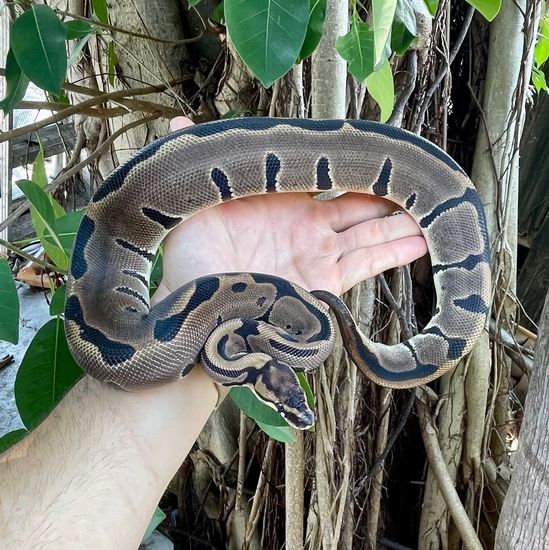 Super Blade Leopard Ball Python by Scales prevail