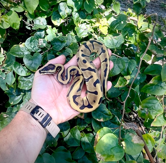 Super Blade Leopard Enchi Ball Python by Scales prevail