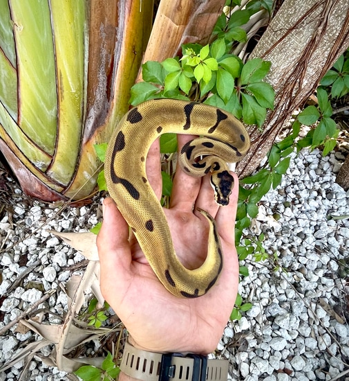 Super Blade Leopard Enchi Pos Super Leopard Ball Python By Scales Prevail 2971