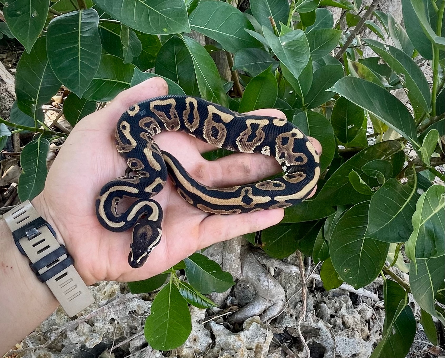 HRA Leopard Ball Python by Scales prevail - MorphMarket