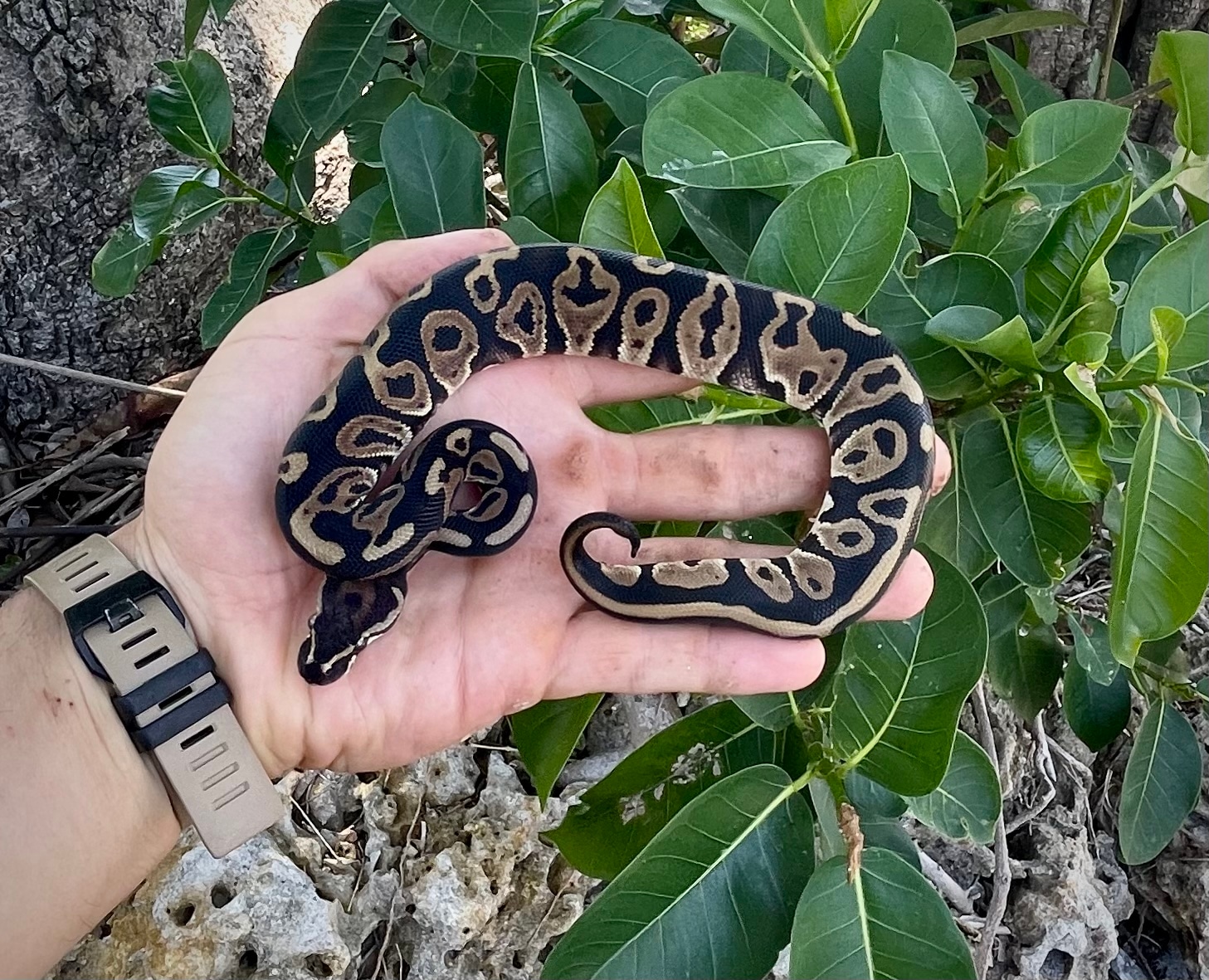 HRA Leopard Ball Python by Scales prevail - MorphMarket