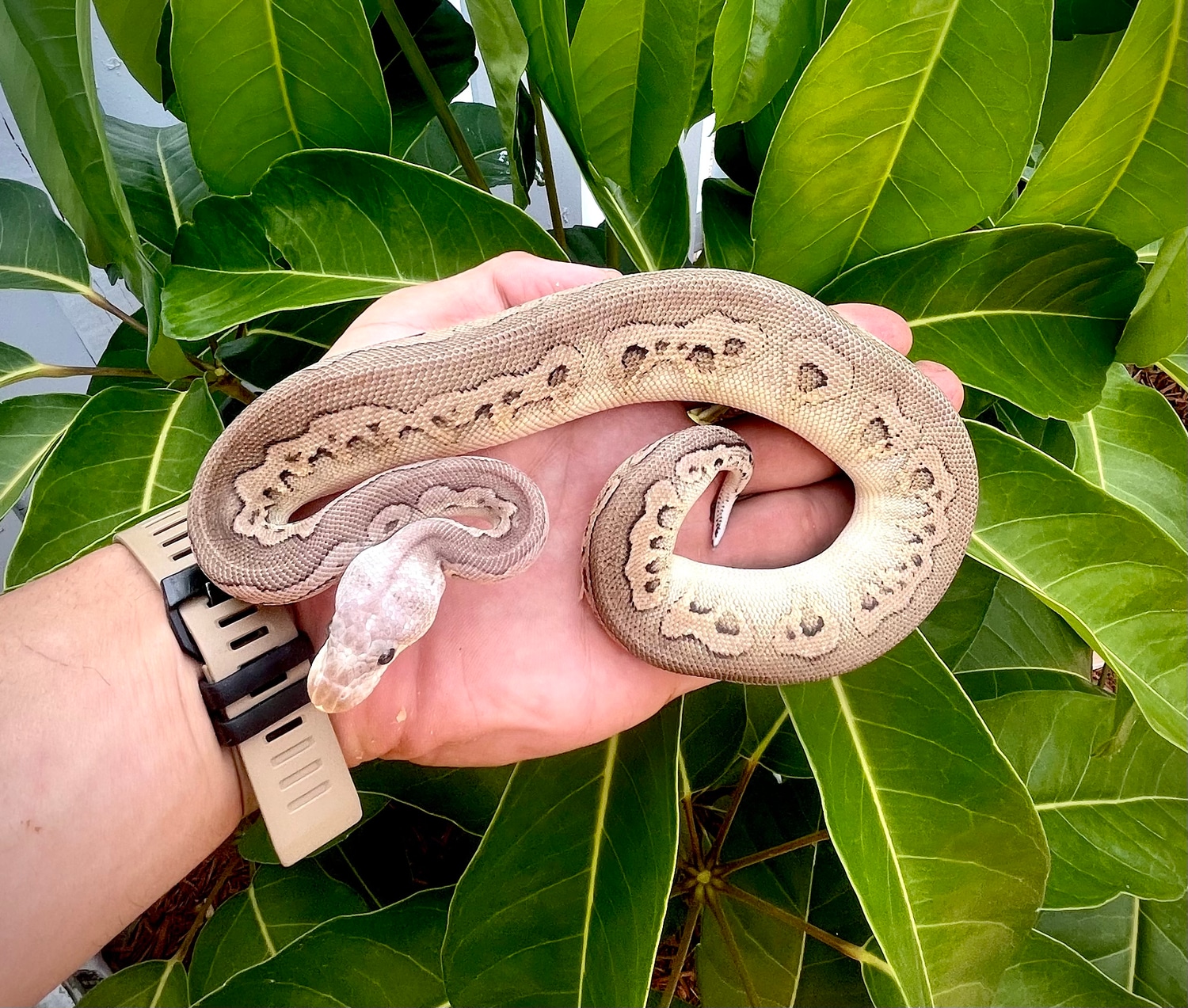 Pewter Clown Ball Python by Scales prevail - MorphMarket