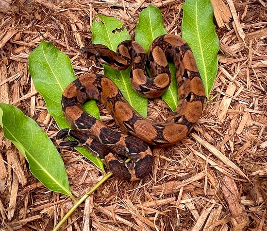 Blood PJ Boa Constrictor by Scales prevail