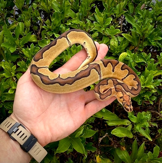 Enchi Clown Ball Python by Scales prevail
