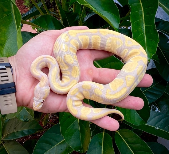 Candy Het Pied Ball Python by Scales prevail