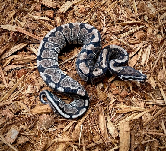 Spotnose VPI Axanthic Ball Python by Scales prevail