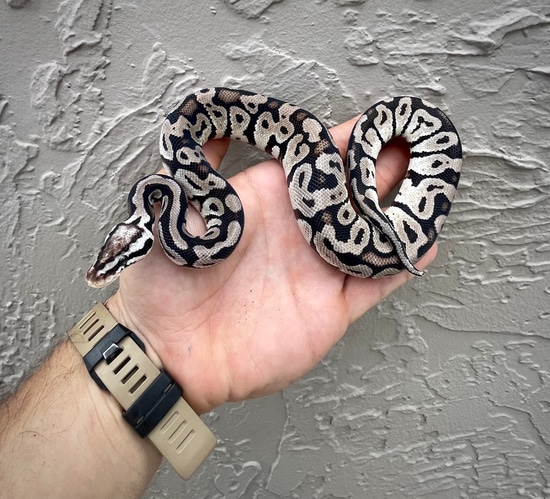 Pastel Spotnose Pos Calico VPI Axanthic Ball Python by Scales prevail
