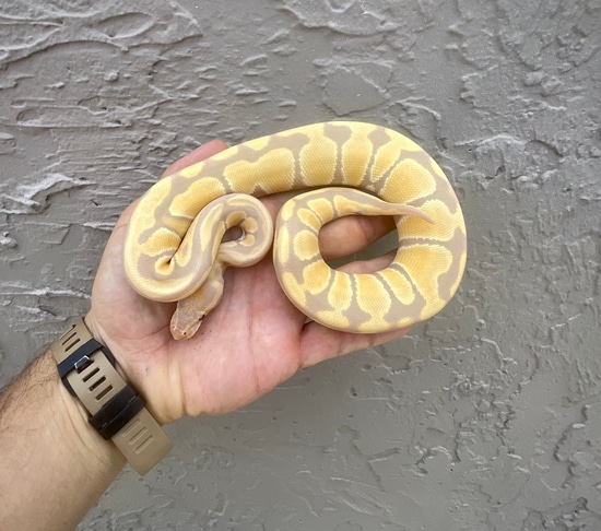 Candy Ball Python by Scales prevail